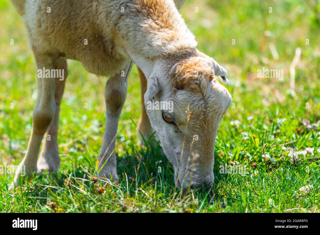 Ranch with green hi-res stock photography and images - Alamy