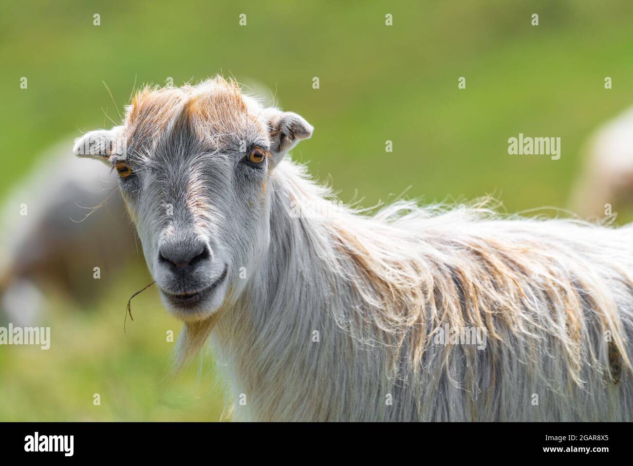 Cute goat face hi-res stock photography and images - Alamy