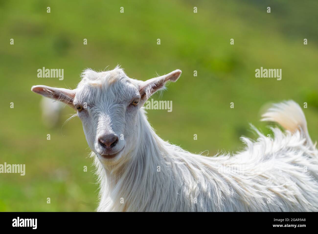 Cute goat face hi-res stock photography and images - Alamy