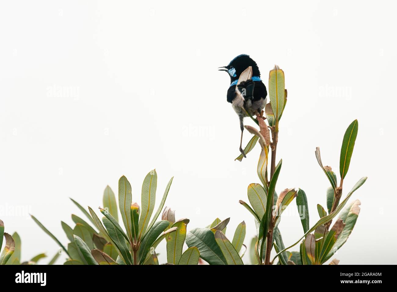 Superb Fairy Wren, NSW Australia Stock Photo - Alamy