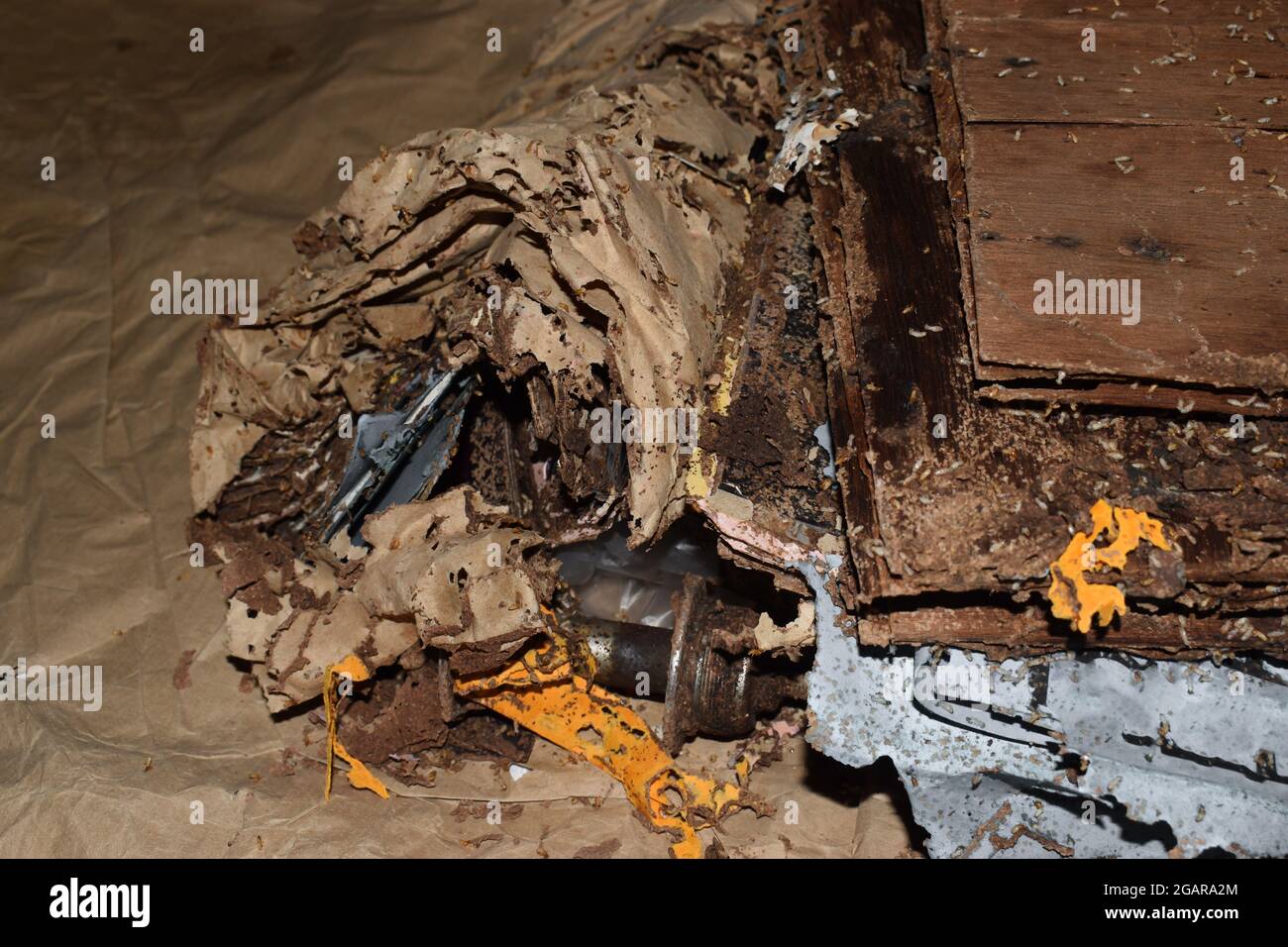 Paper and Wood layers damaged by a lot of termites. Dead termites Stock ...