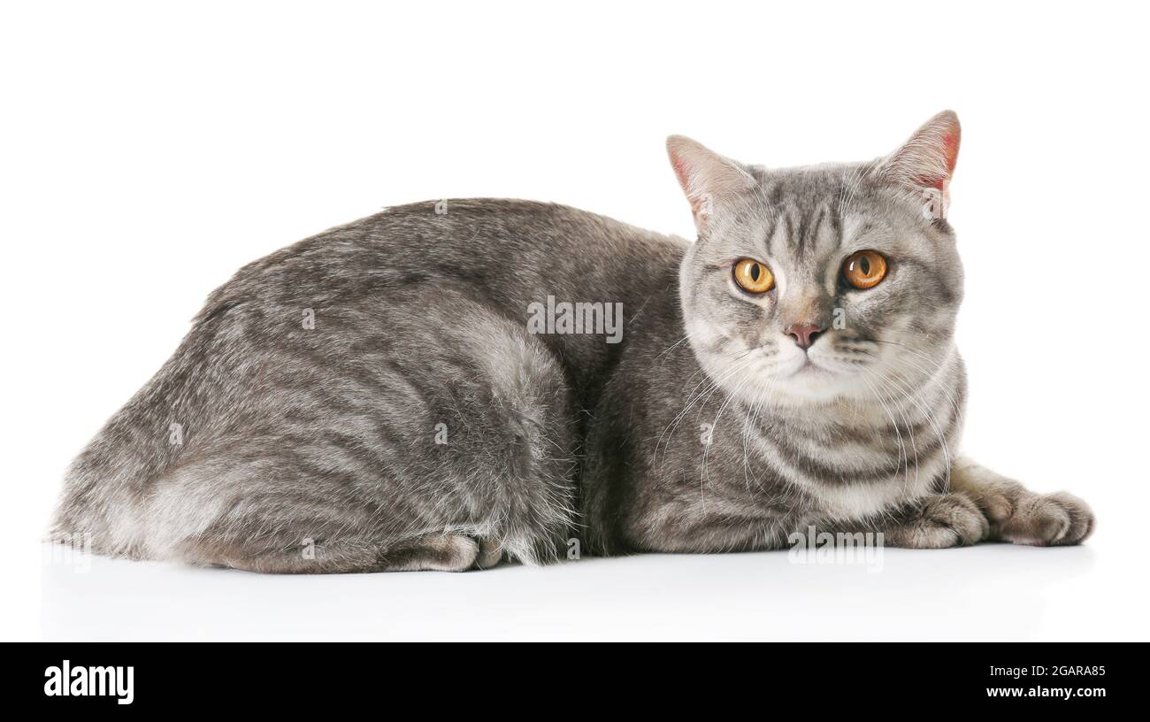 Grey cat isolated on white background Stock Photo - Alamy
