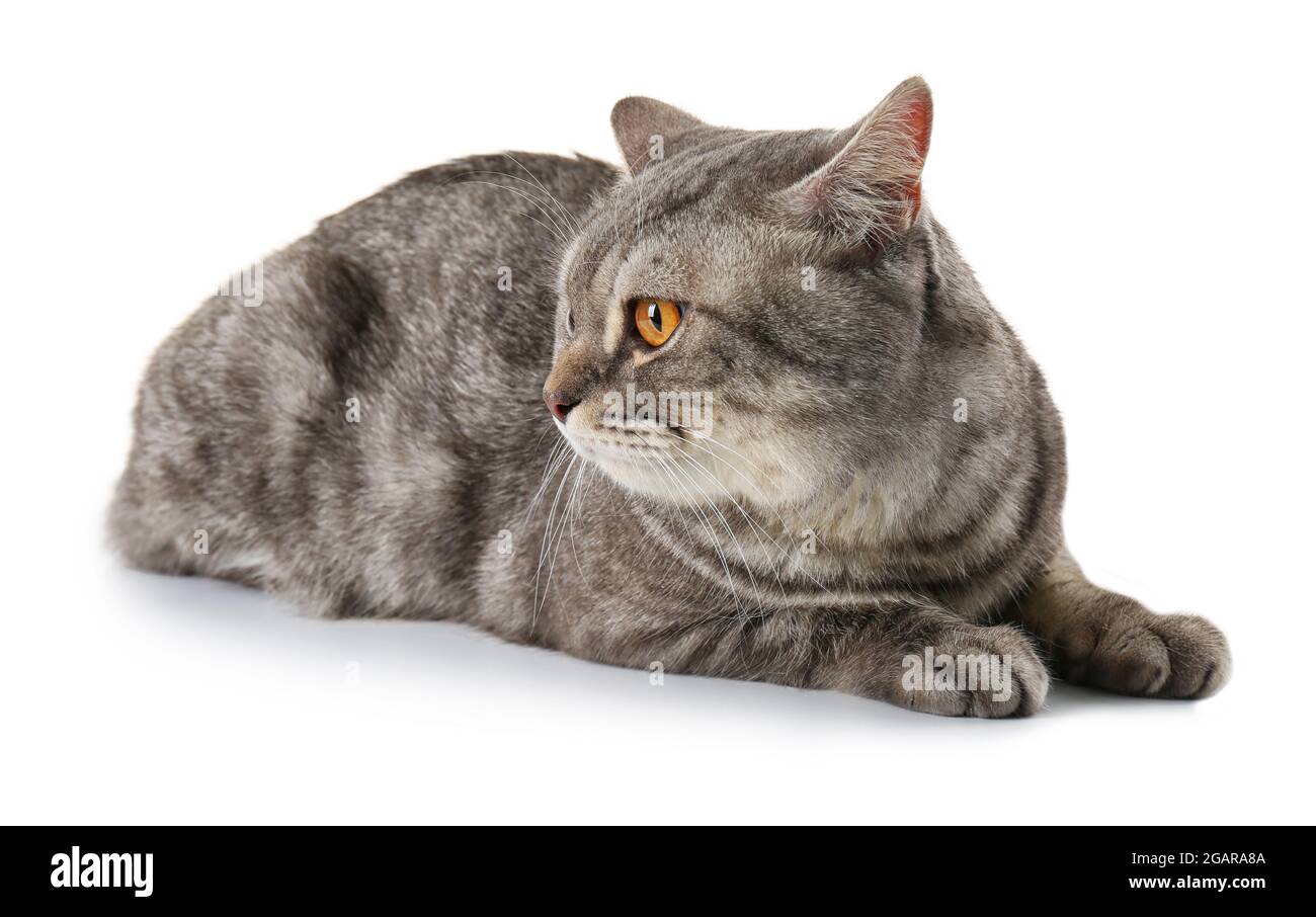 Grey cat isolated on white background Stock Photo - Alamy