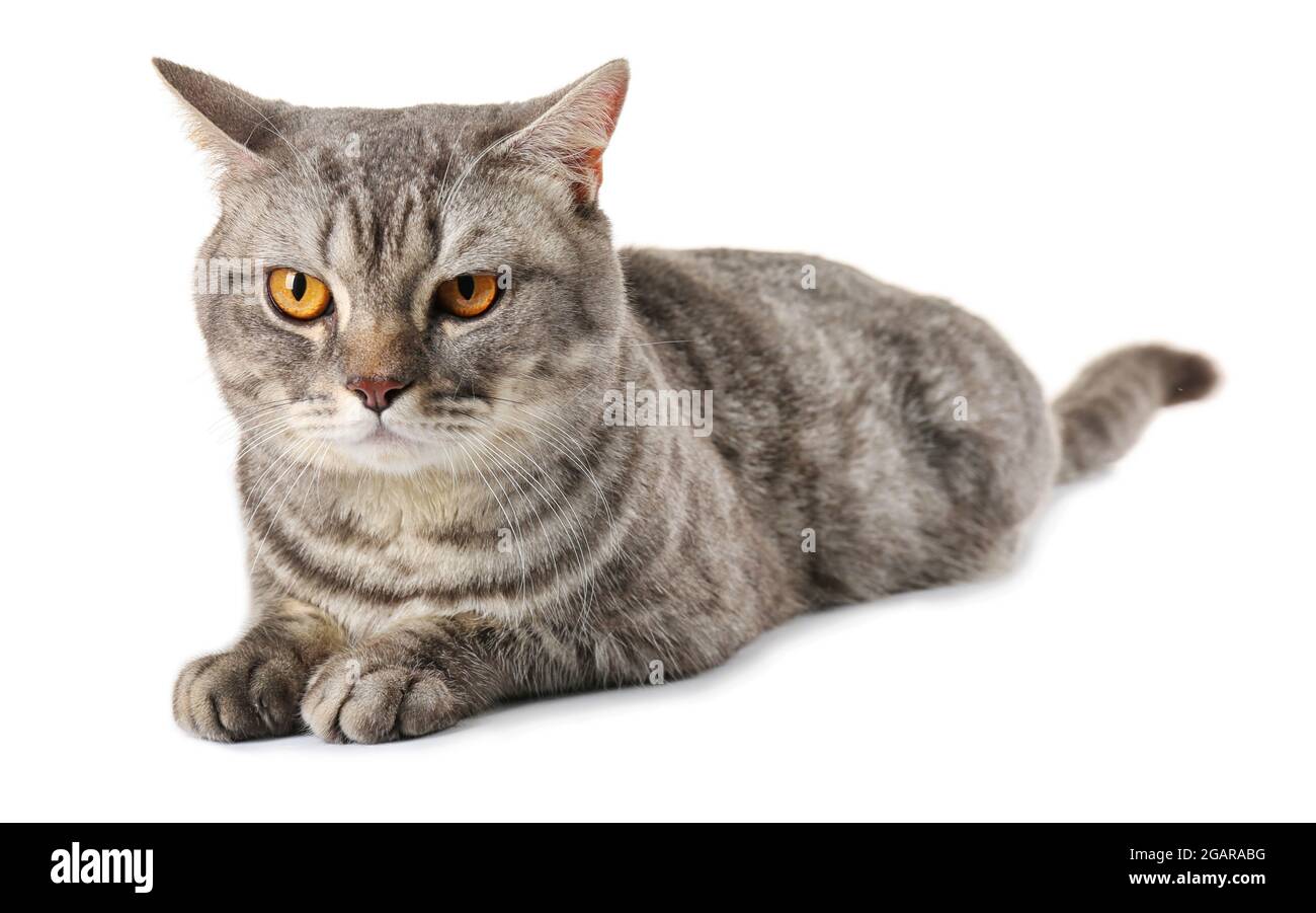 Grey cat isolated on white background Stock Photo - Alamy
