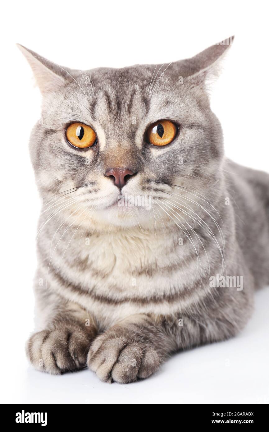 Grey cat isolated on white background Stock Photo - Alamy