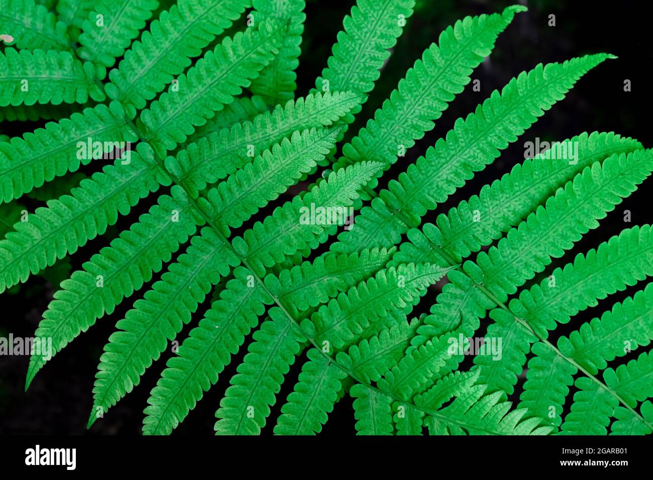 Compound pinnate green leaves with black background. Pattern of leaf ...