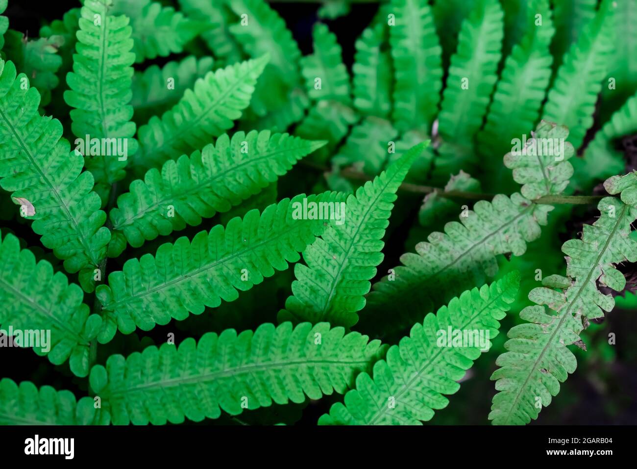 Compound pinnate green leaves with black background. Pattern of leaf ...