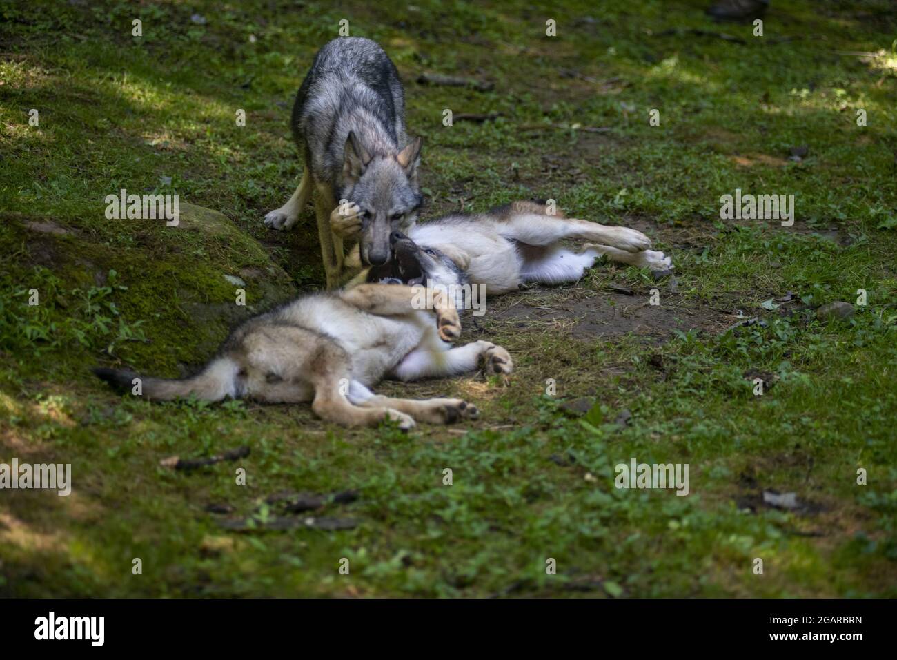 Three young wolves wrestling and playing on green grass Stock Photo - Alamy