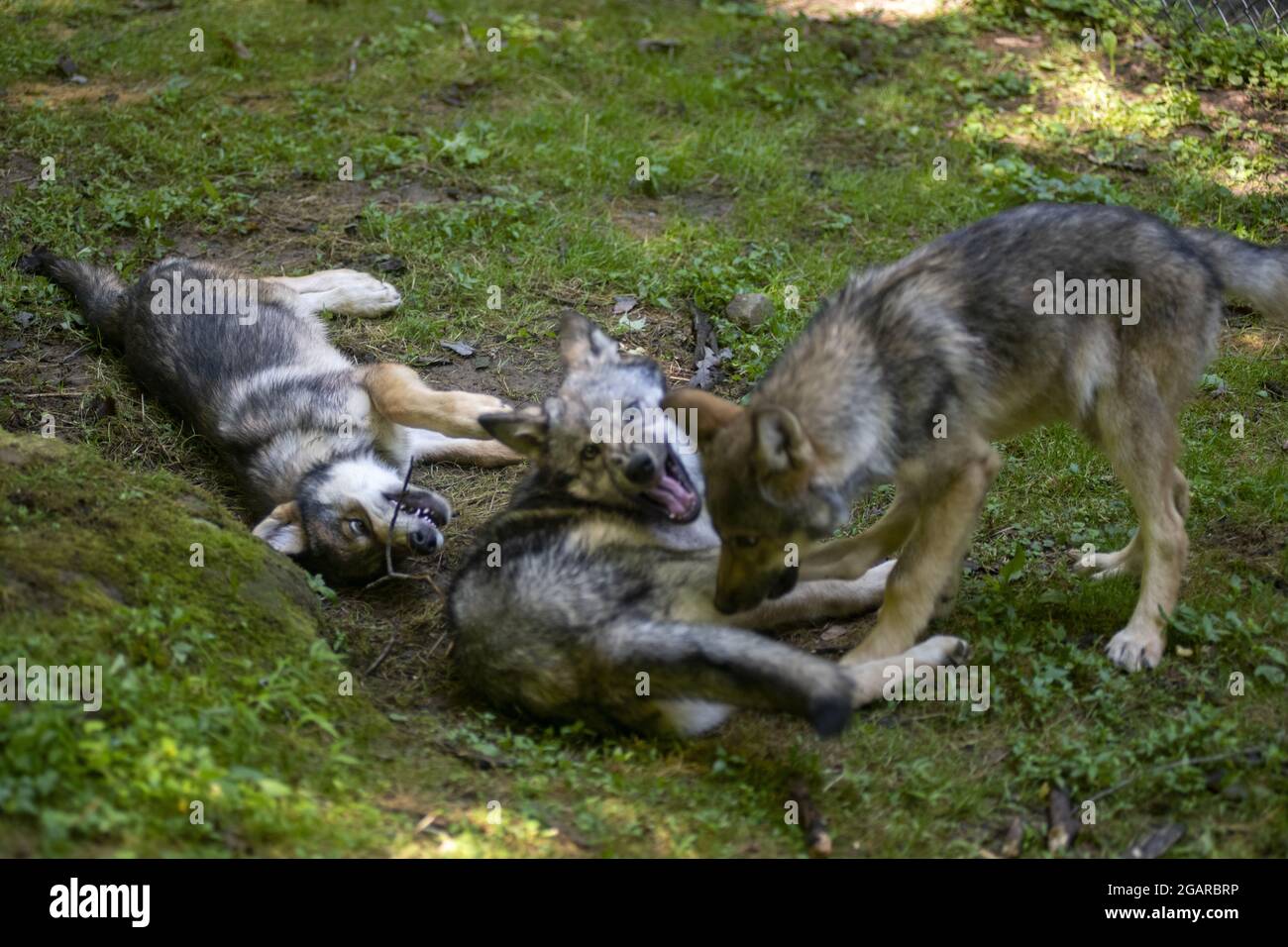 Three young wolves wrestling and playing on green grass Stock Photo - Alamy