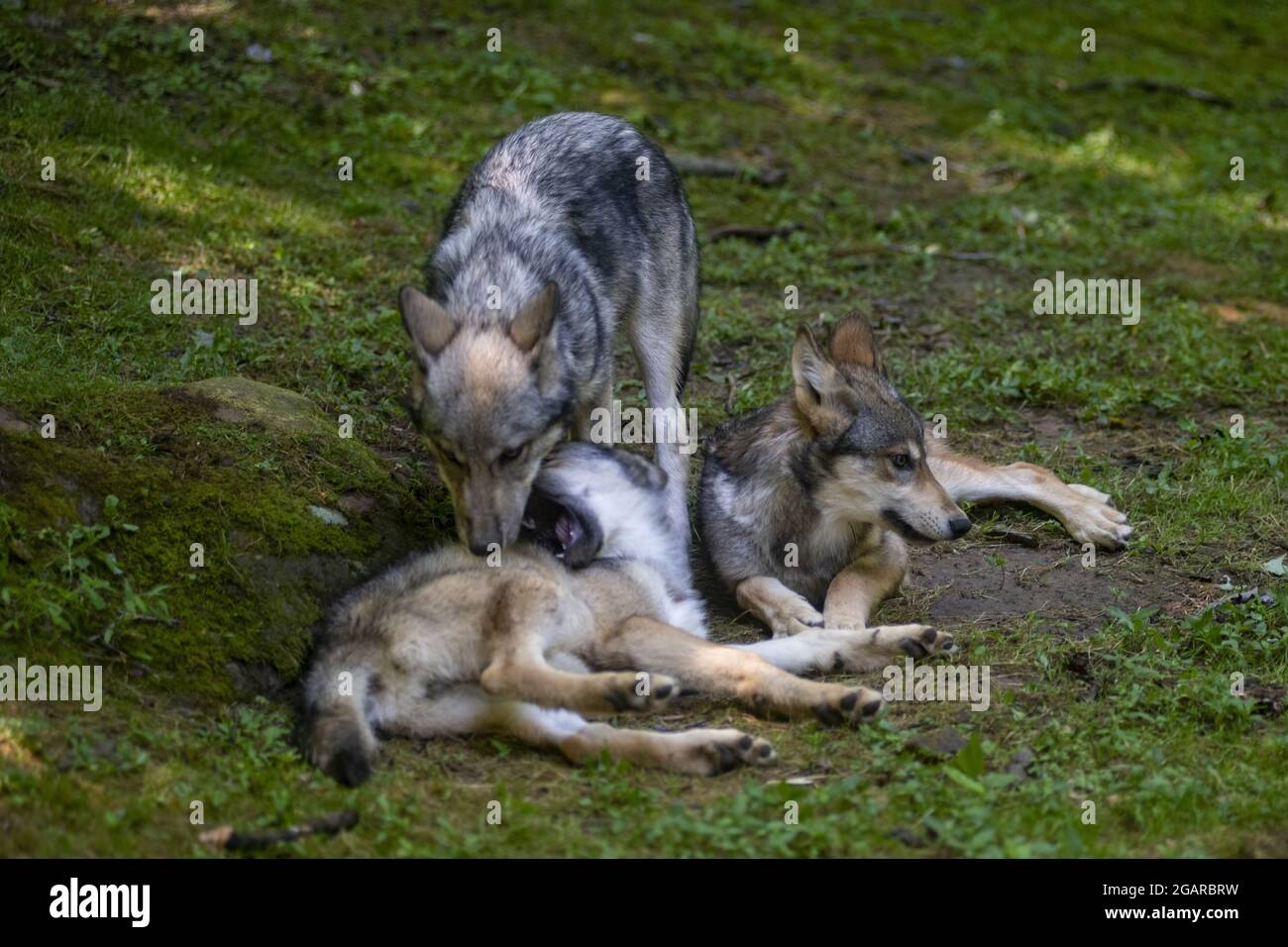 Three young wolves wrestling and playing on green grass Stock Photo - Alamy