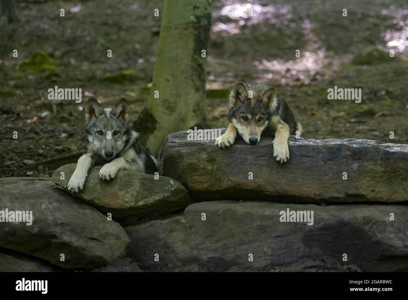 Two young hunters hi-res stock photography and images - Alamy