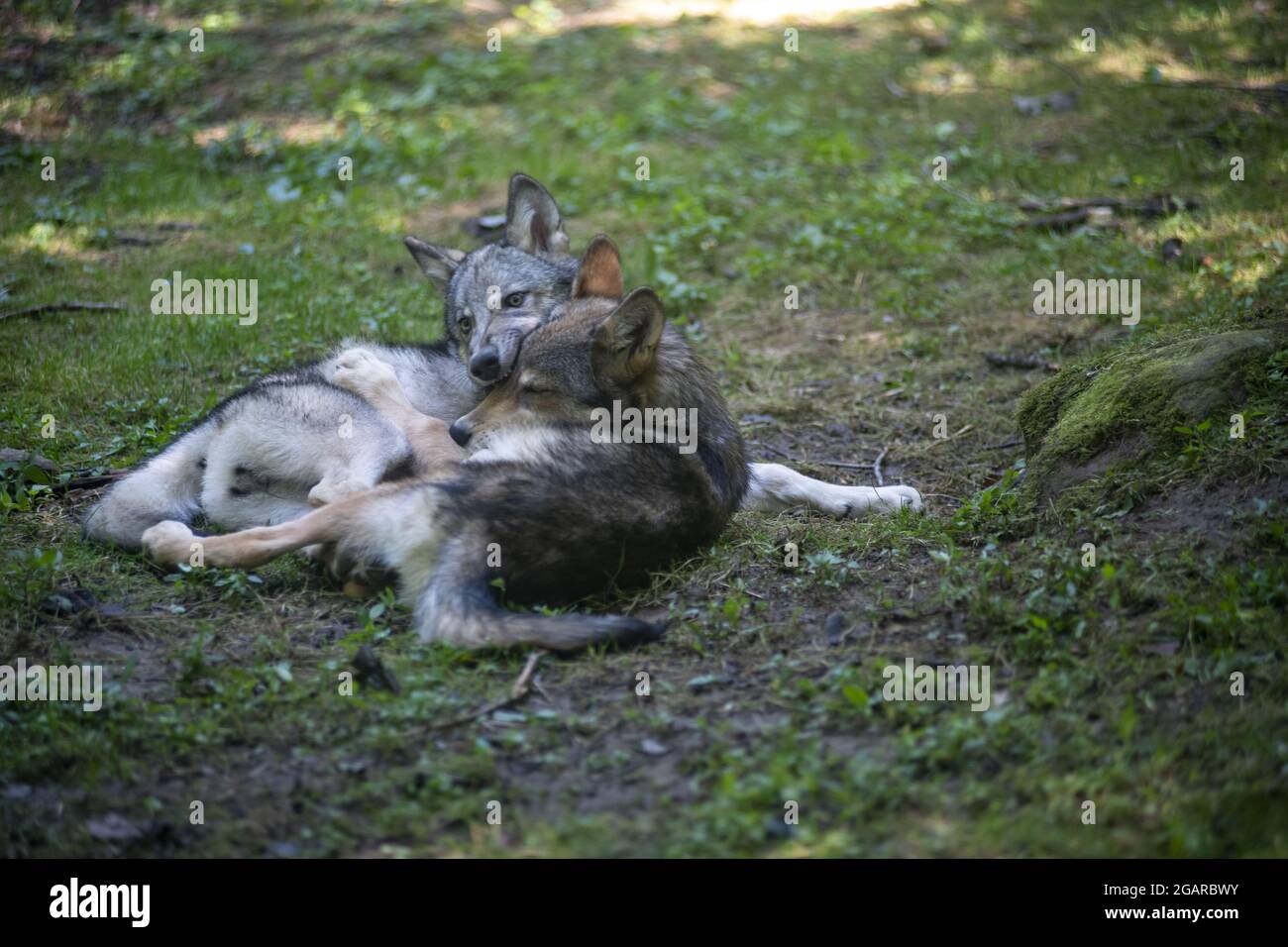 Two fighting wolves hi-res stock photography and images - Alamy