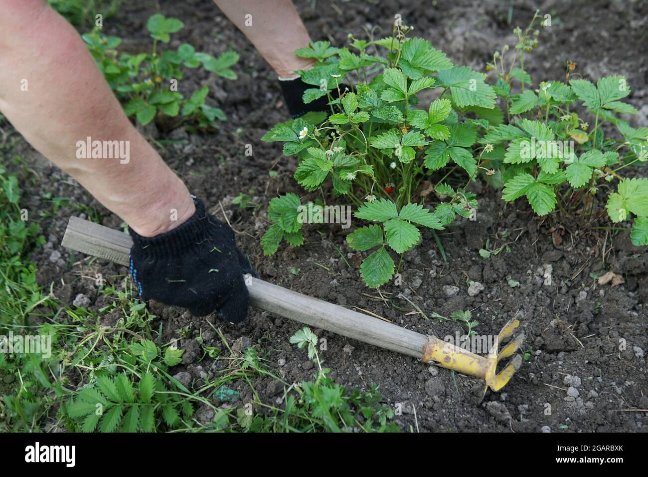 Hand hoeing hi-res stock photography and images - Alamy