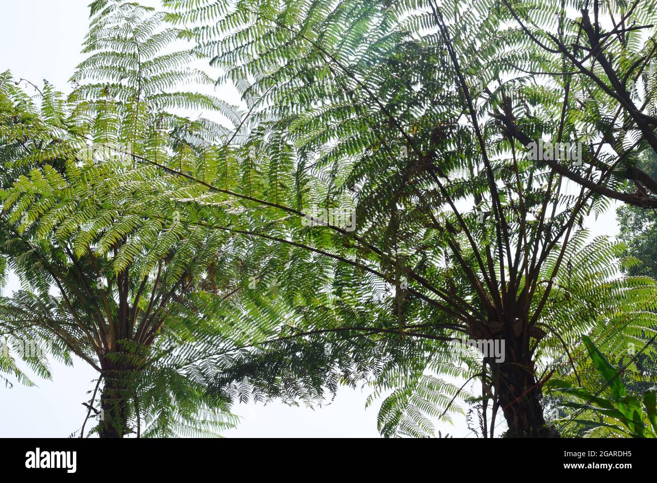 Dicksonia sellowiana. A large, robust tree fern with a thick trunk ...