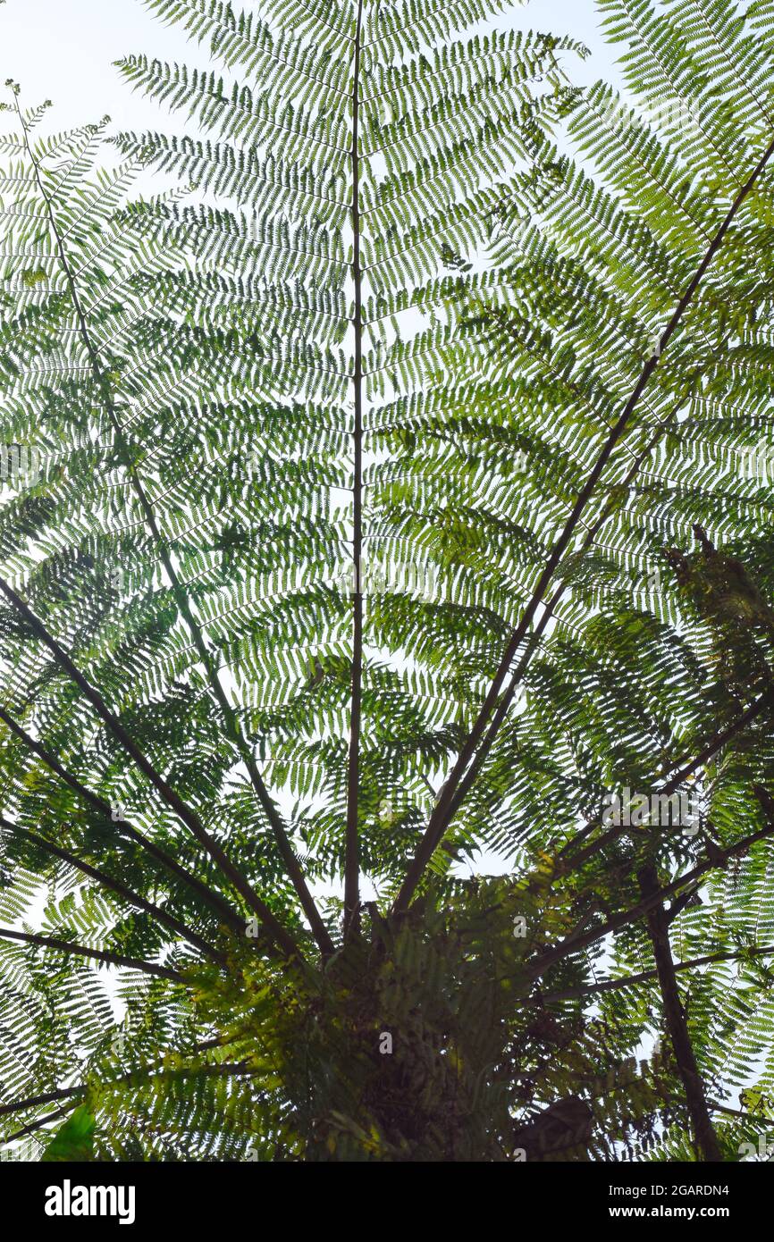 Dicksonia sellowiana. A large, robust tree fern with a thick trunk ...