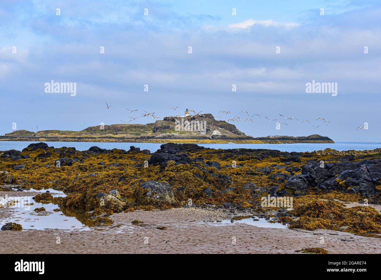 Fidra east lothian hi-res stock photography and images - Alamy