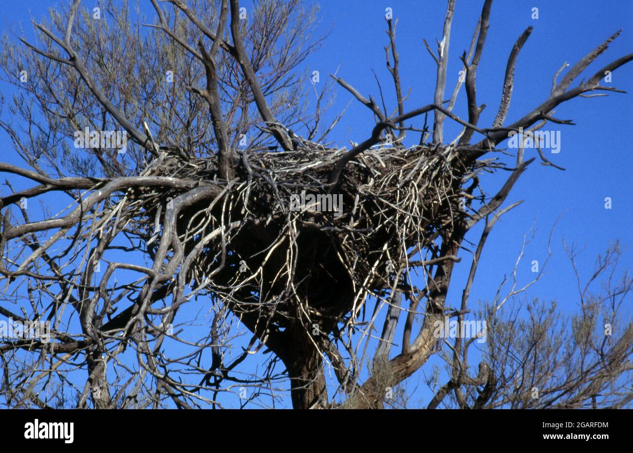 WEDGE-TAILED EAGLES NEST, COOPER BASIN, QUEENSLAND Stock Photo - Alamy
