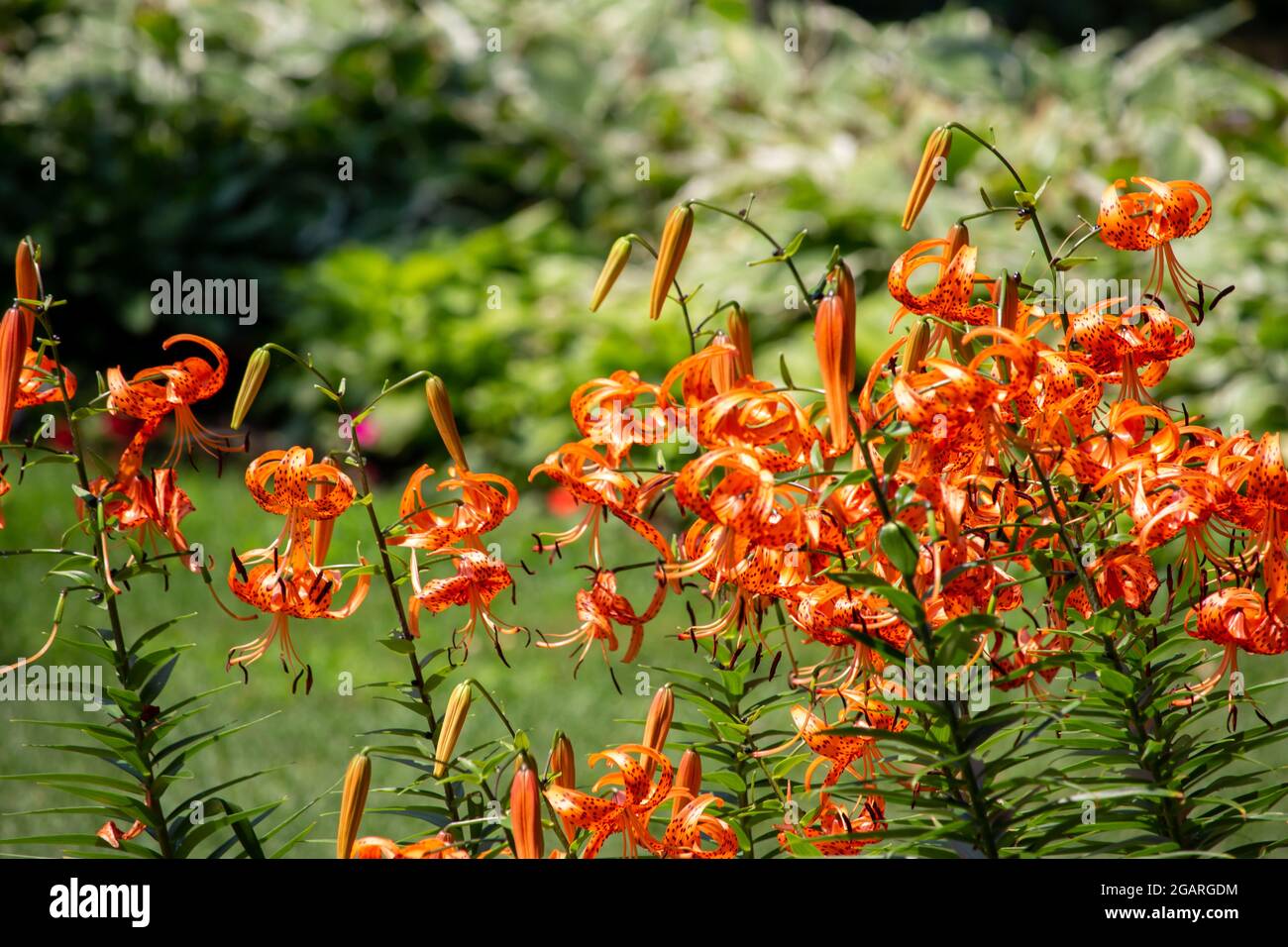 Perennial flower tiger flower summer bright color hi-res stock ...