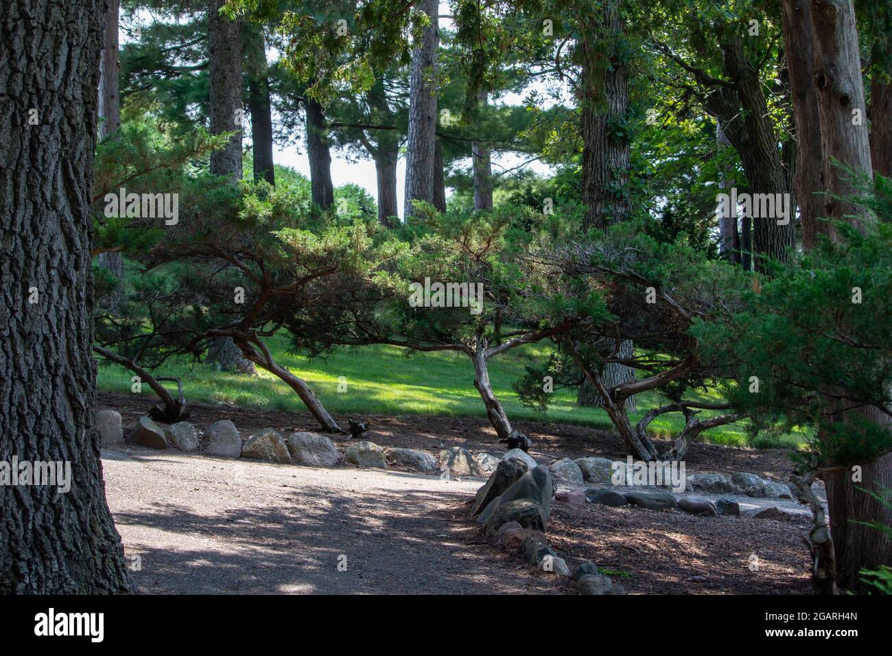 Landscape view of attractive red cedar trees (juniperus virginiana ...