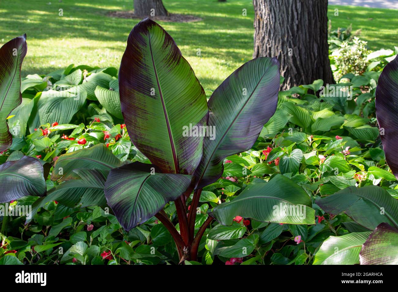 Close-up view of stunning snow banana tree plants (ensete maurelii ...