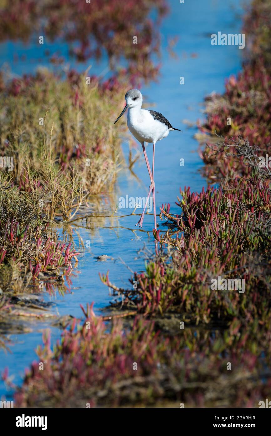 A single Black-winged stilt wades through a shallow marsh at Osprey Bay ...