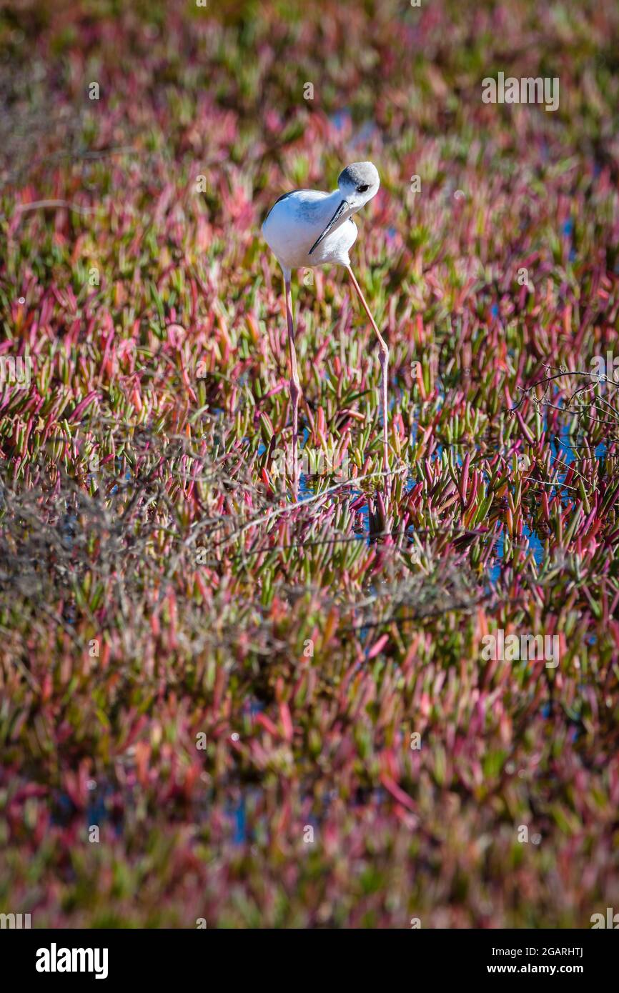 A single Black-winged stilt wades through a shallow marsh at Osprey Bay ...