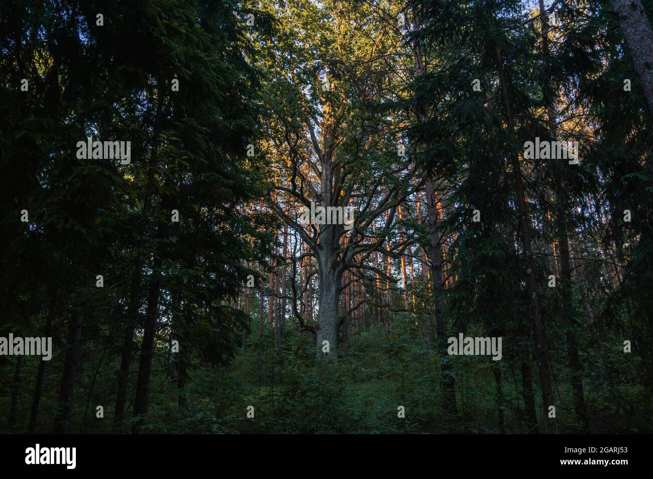 an oak tree in the forest at sunset, an old tree Stock Photo - Alamy
