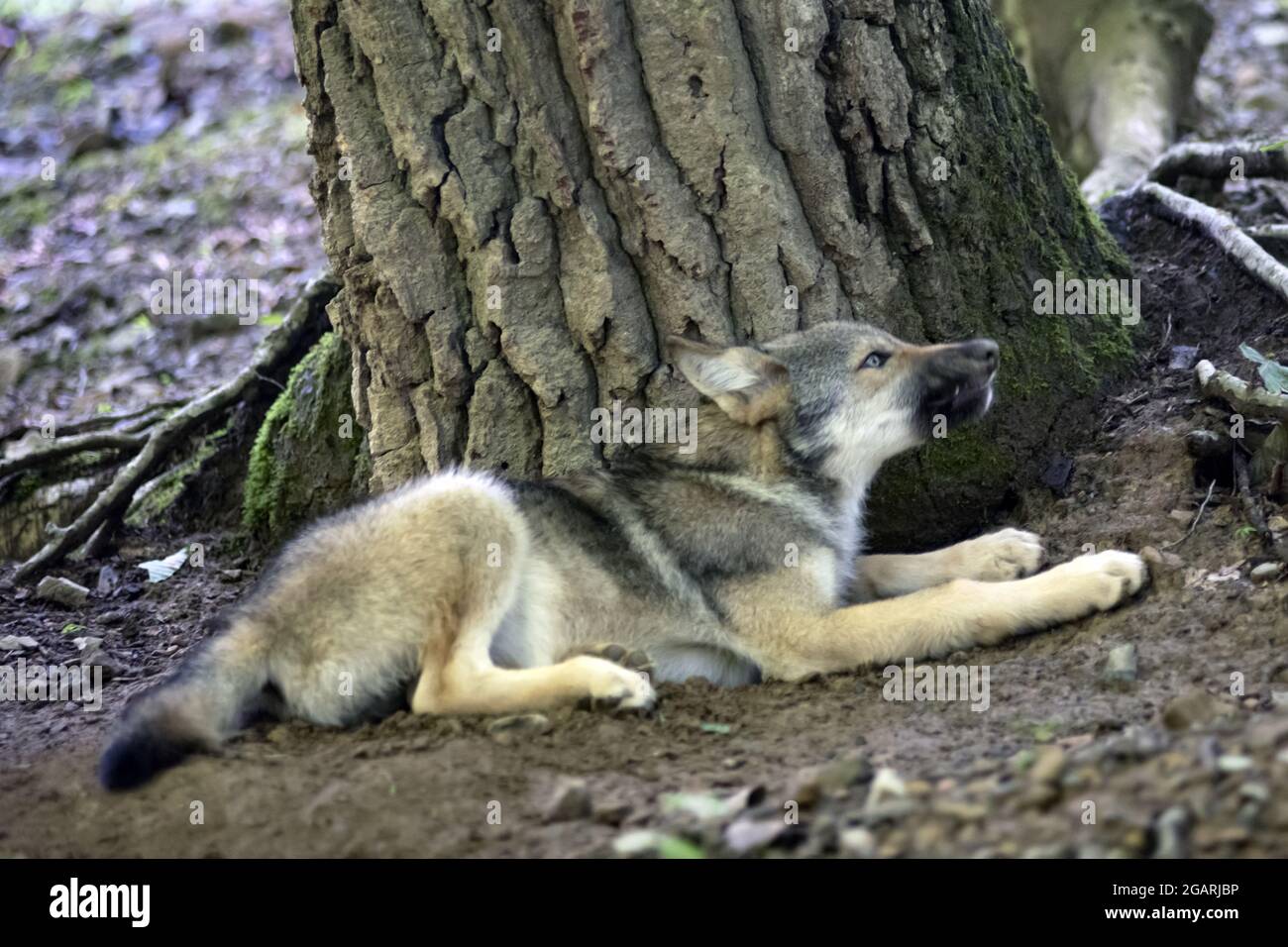 A cute young wolf lying next to the tree trunk in the woods and howling ...