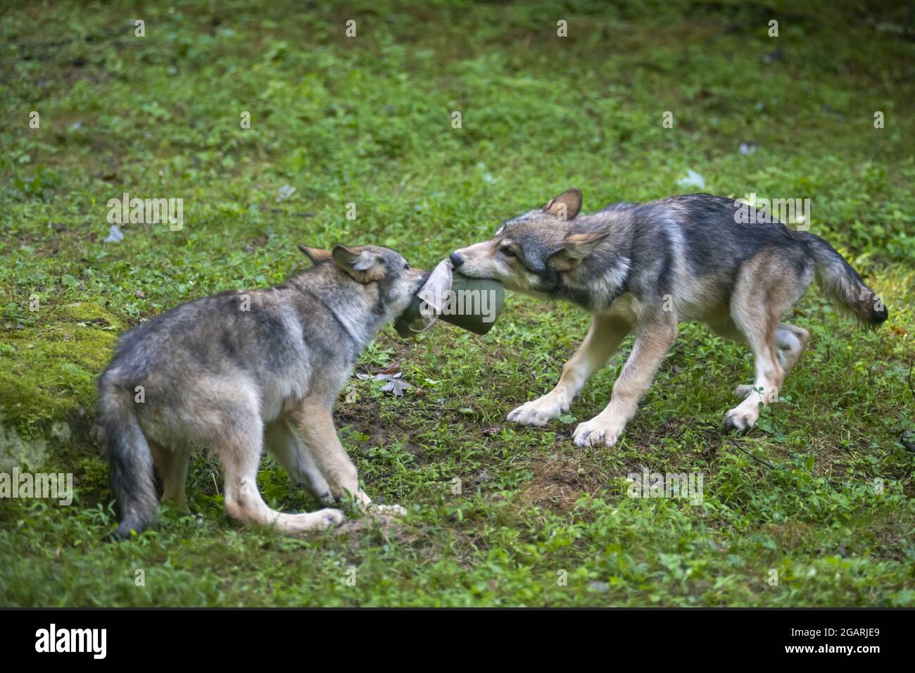 Pups playing on grass hi-res stock photography and images - Alamy