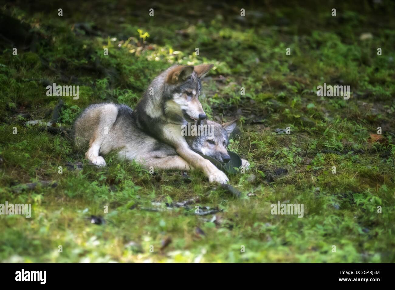 Two fighting wolves hi-res stock photography and images - Alamy