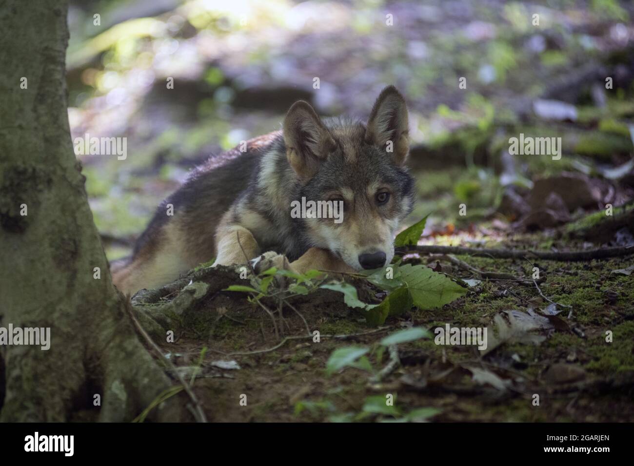 A cute young wolf lying next to the tree trunk in the woods Stock Photo ...