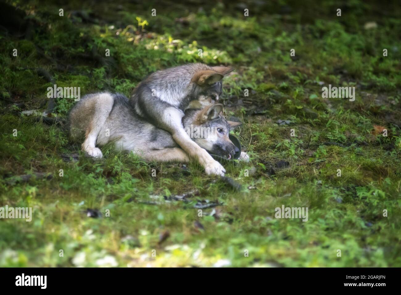 Two young wolves wrestling and playing on green grass Stock Photo - Alamy