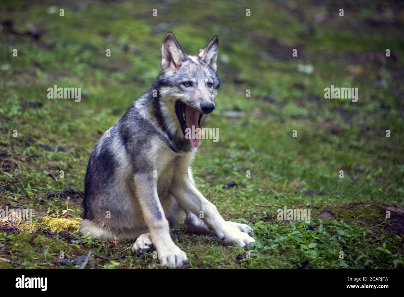 A cute young wolf sitting next to the tree trunk in the woods and ...