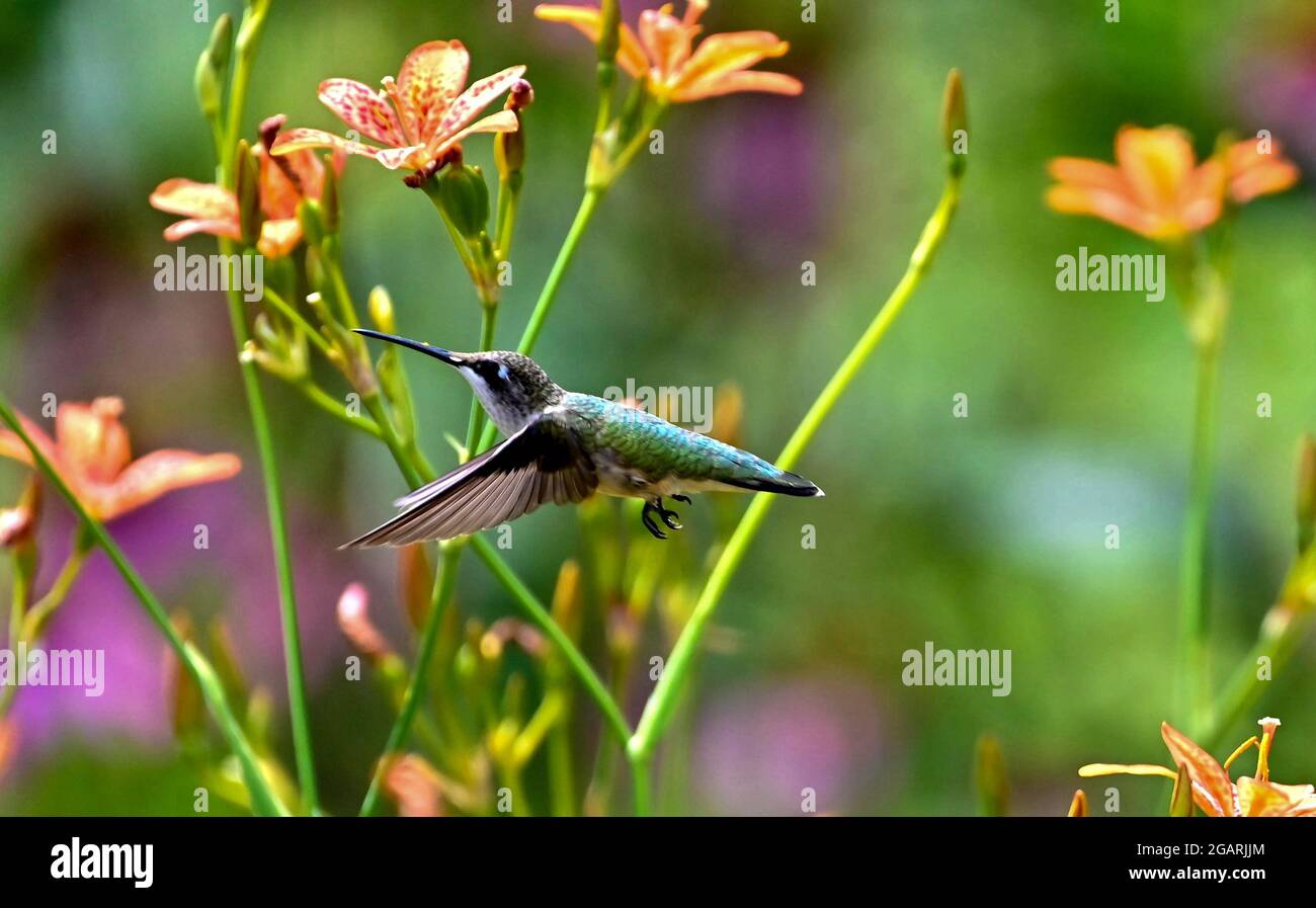 A small hummingbird flying in a field Stock Photo - Alamy