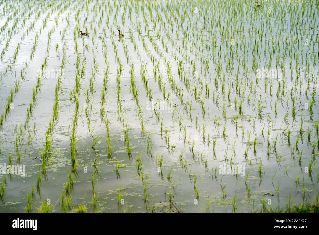 A beautiful view of rice paddy field with ducks swimming on Stock Photo ...