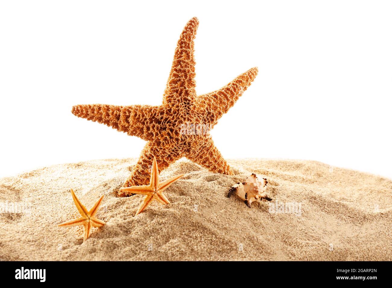 Sea star and shells isolated on white background Stock Photo - Alamy