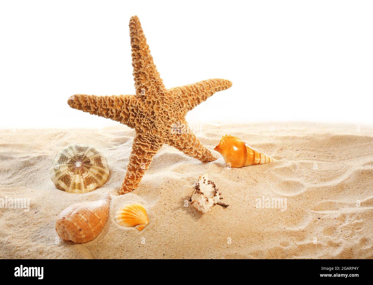 Sea star and shells isolated on white background Stock Photo - Alamy