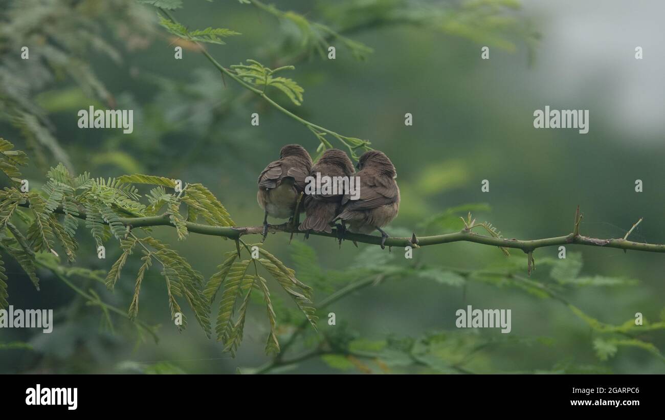 Three Cute Little Fluffy Birds Sitting on a Branch Facing Back Stock ...