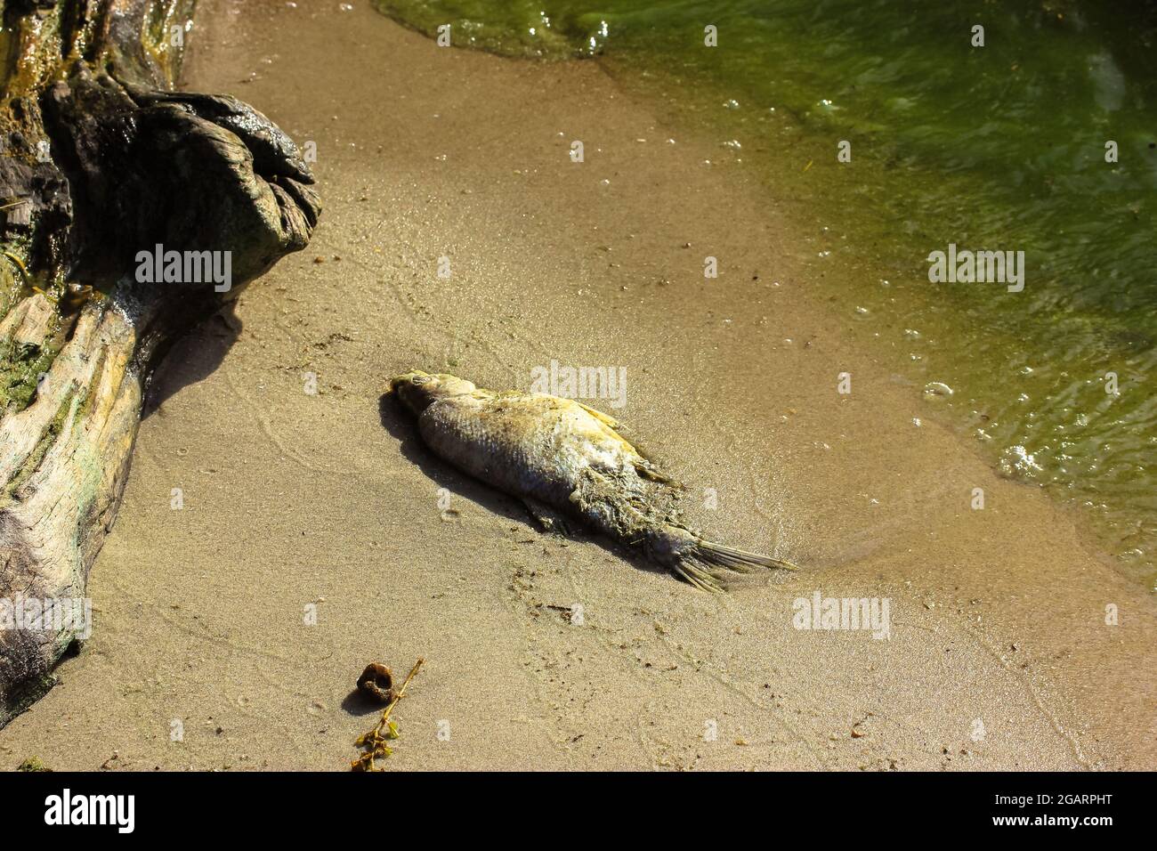A rotten dead fish lies on a riverbank. Contaminated water in a body of ...