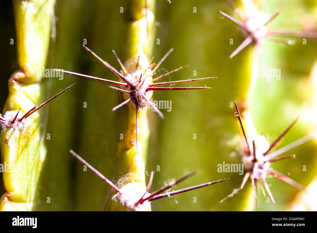 Sharp, long prickly spikes on a cactus in warm sunshine. Texture ...