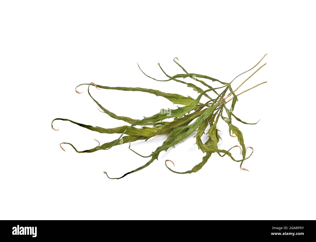 Dried leaves of Cannabis sativa isolated on white background Stock ...