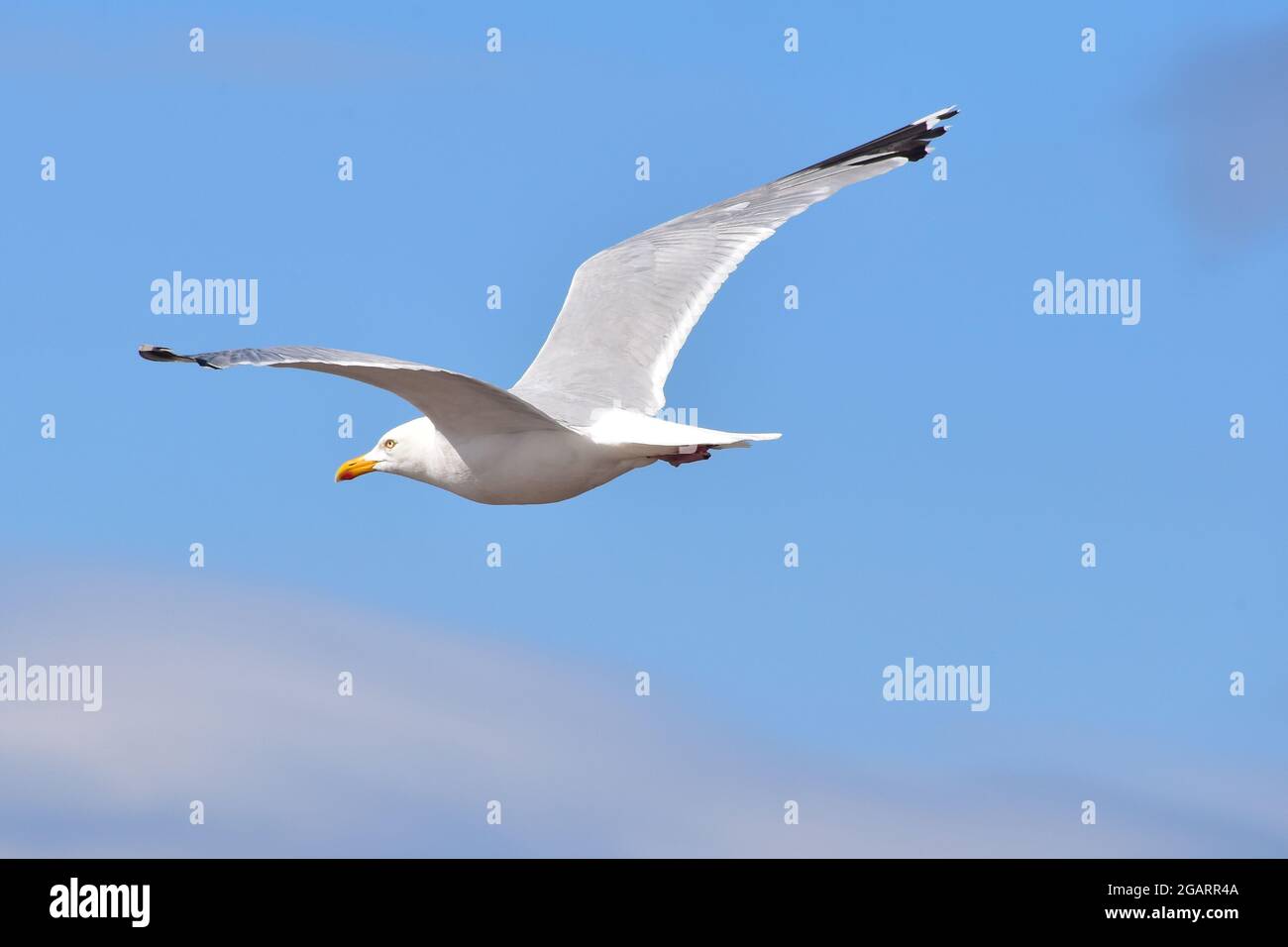 East lothian bird hi-res stock photography and images - Alamy