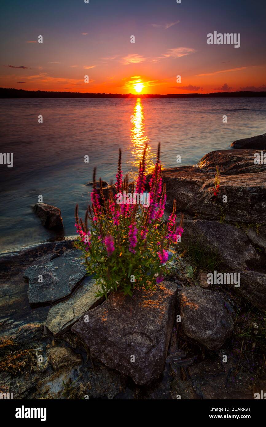 Beautiful purple loosestrife flowers, Lythrum salicaria, at sunset at ...