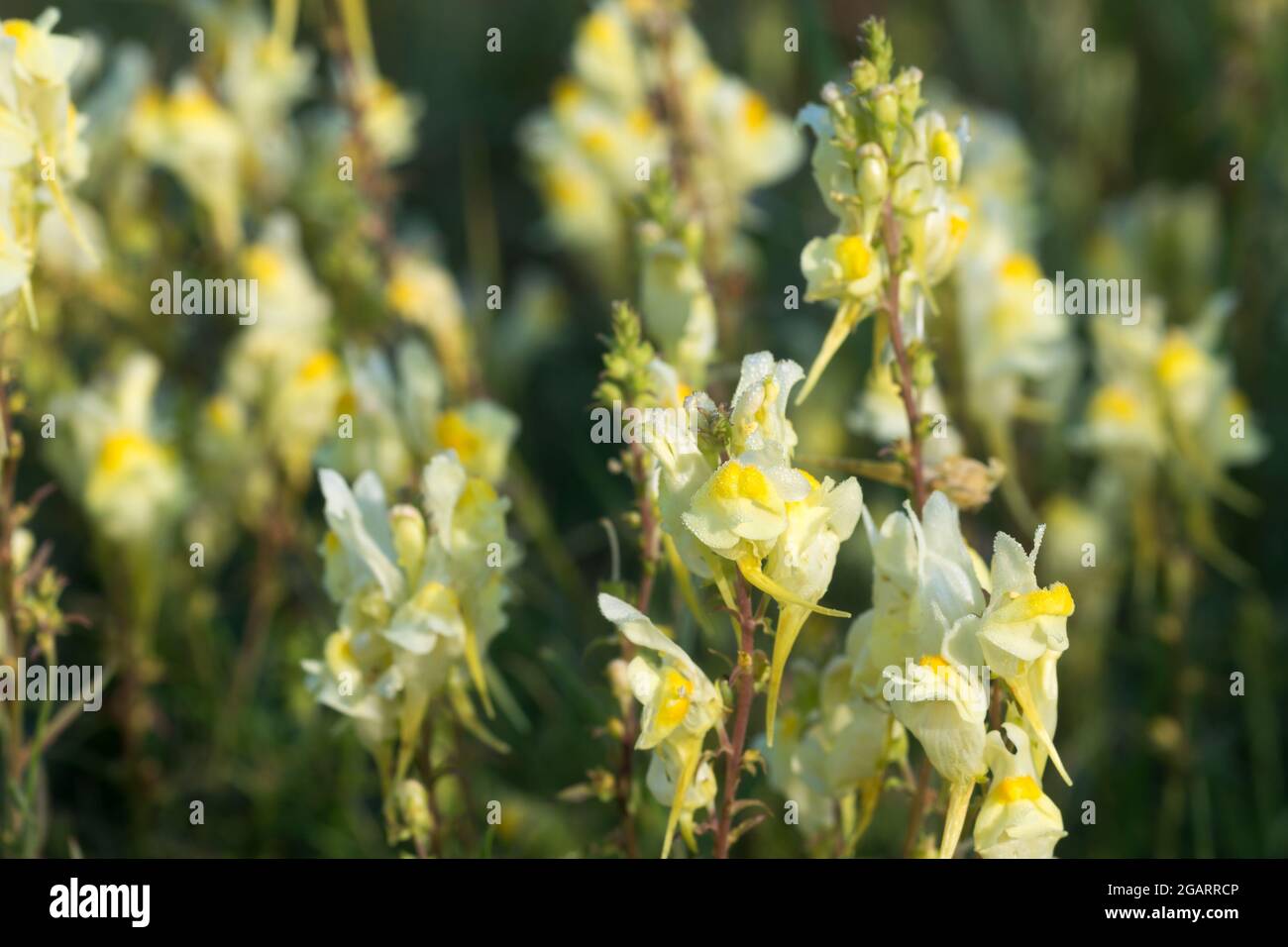 Linaria vulgaris, common toadflax summer yellow flowers closeup ...