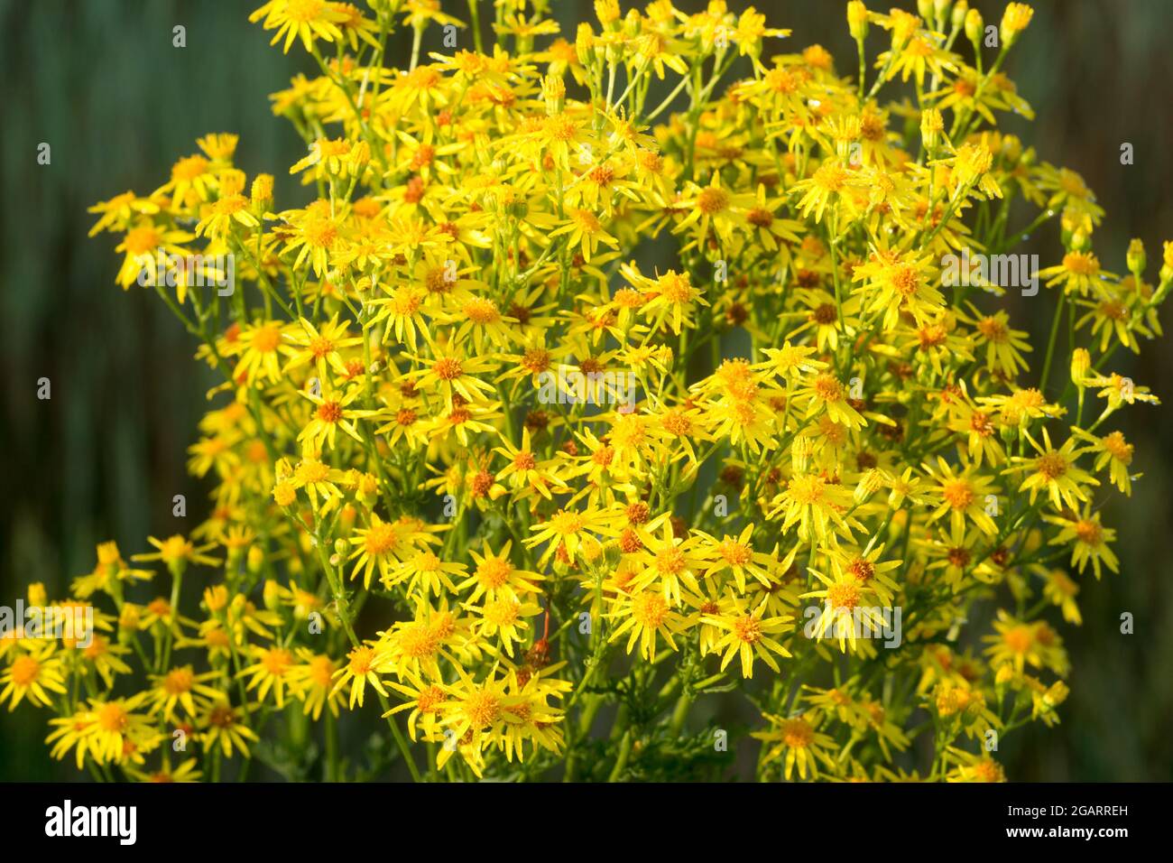 Jacobae vulgaris hi-res stock photography and images - Alamy