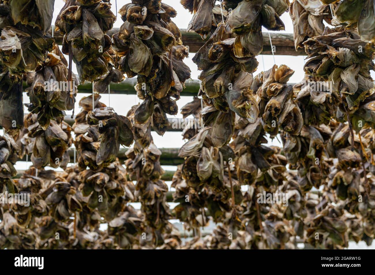 A close up view of wooden racks with hundreds of stockfish heads drying ...