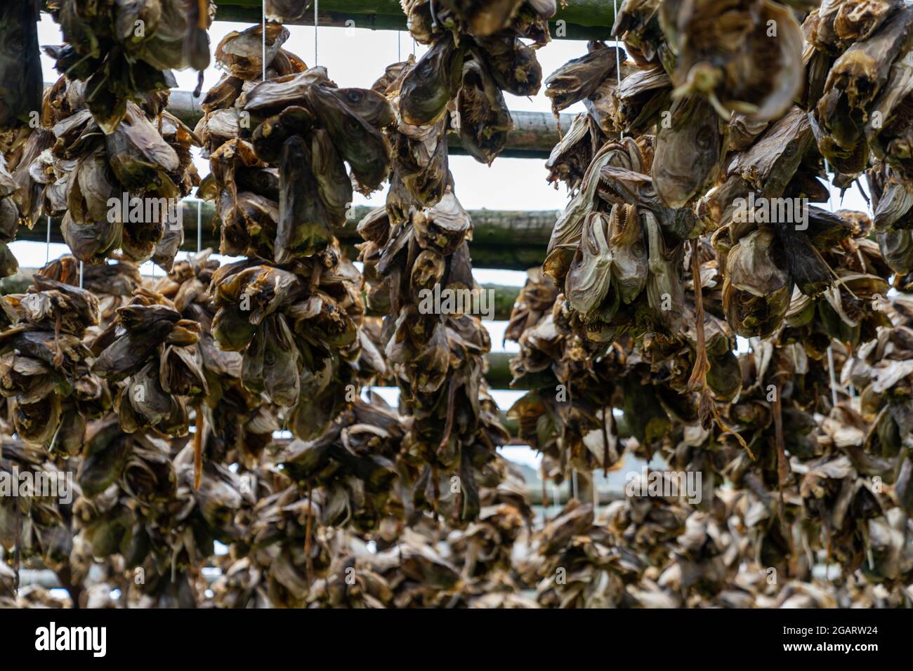 A close up view of wooden racks with hundreds of stockfish heads drying ...