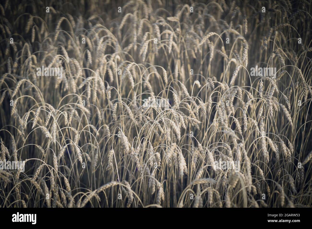 Stems of golden wheat with grain Stock Photo - Alamy