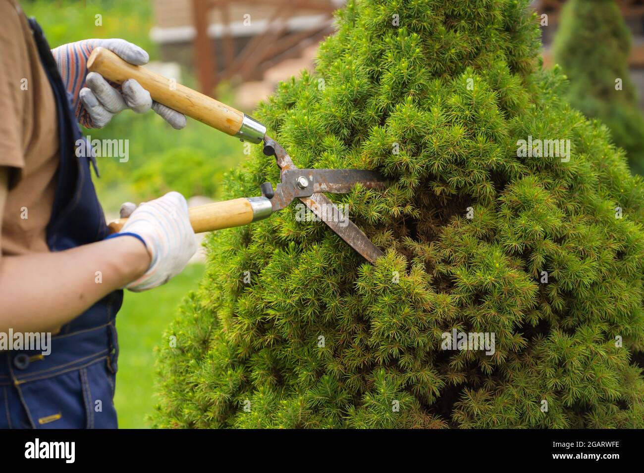 Gardener pruning young thuja hi-res stock photography and images - Alamy