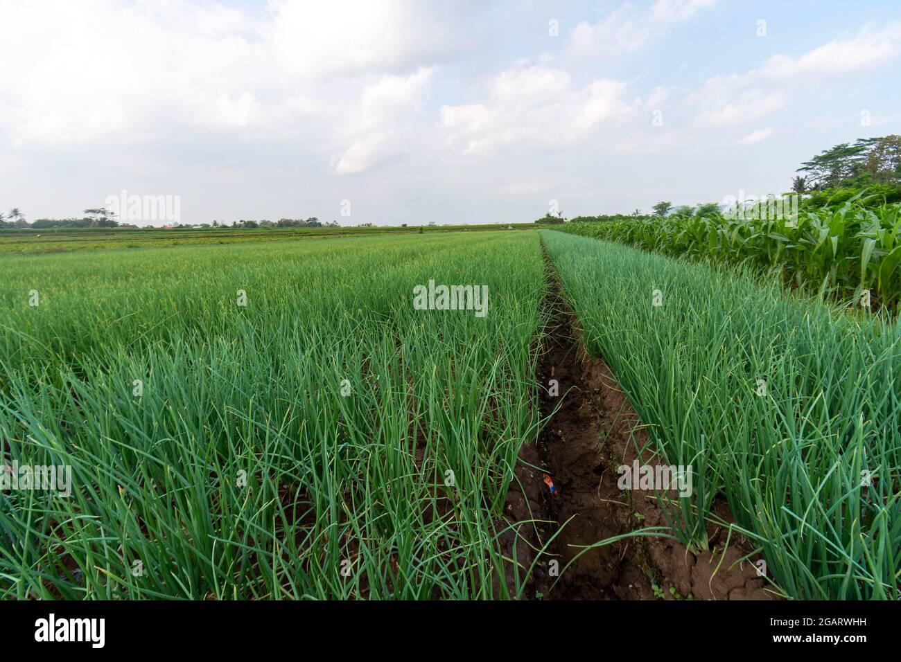 Red onion plants from farmers' plantations in East Java, Malang Stock ...